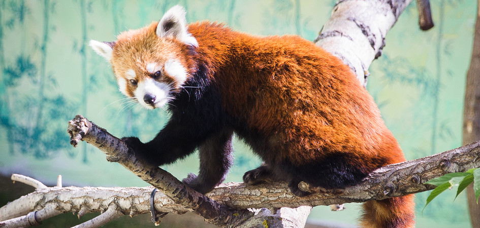 Edmonton Valley Zoo | Edmonton Tourism